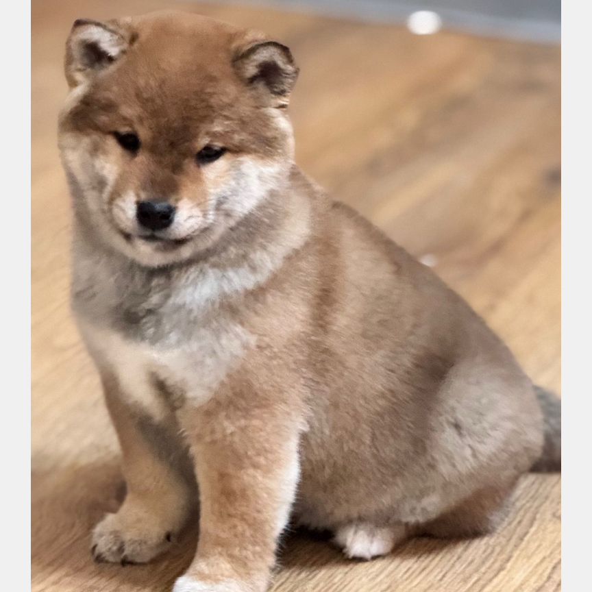 Сиба малыш