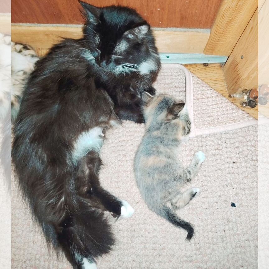 Котятки в добрые руки (кошечки)