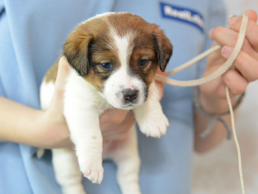 Джек Рассел терьер, мальчик РКФ