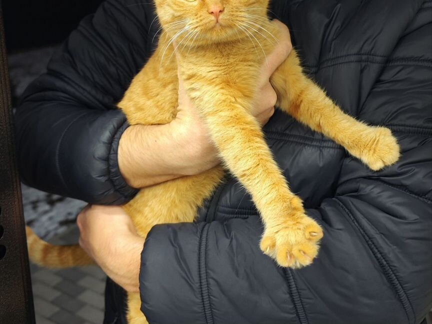 Кошка