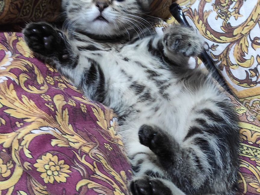 Шотландская котёнок бесплатно
