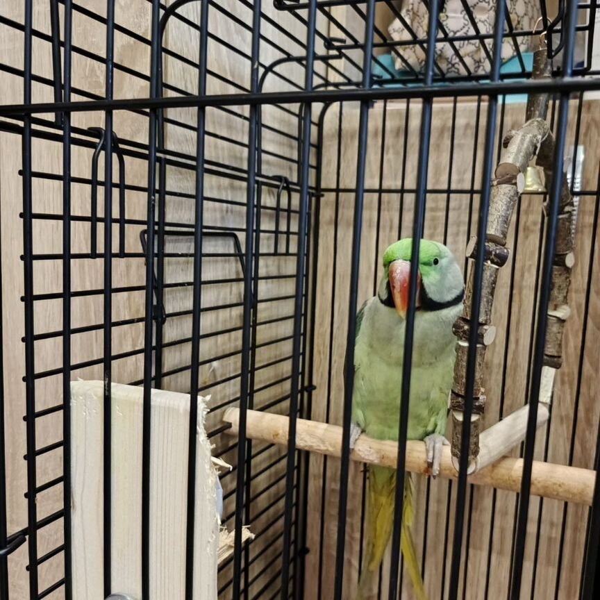 Александрийский попугай взрослый 3 года