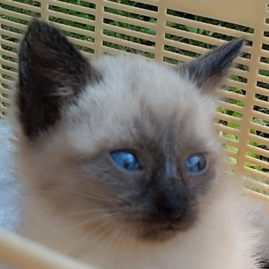 Сиамская, взрослая кошка