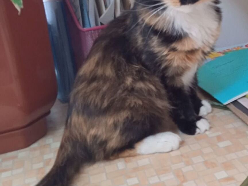 Киска В добрые руки