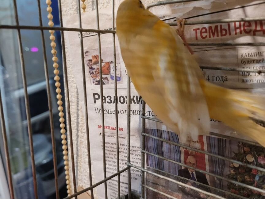 Канарейка самка