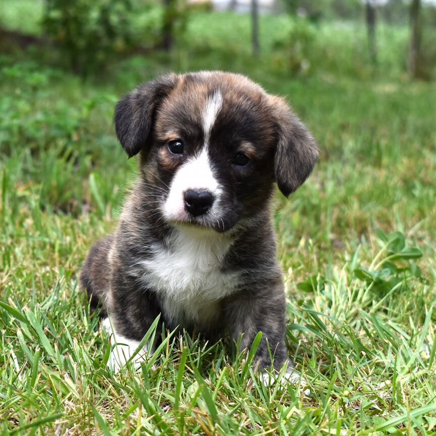 Щенки вельш-корги