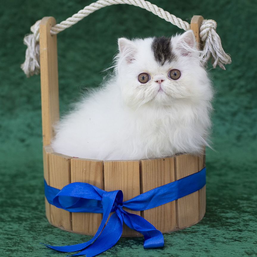 Персидский мальчик