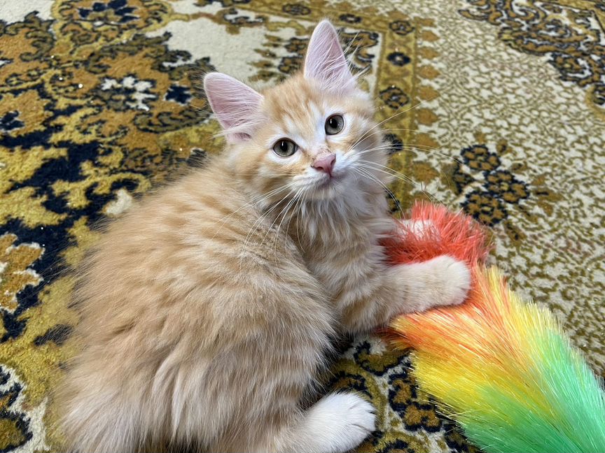 Курильский бобтейл рыжик