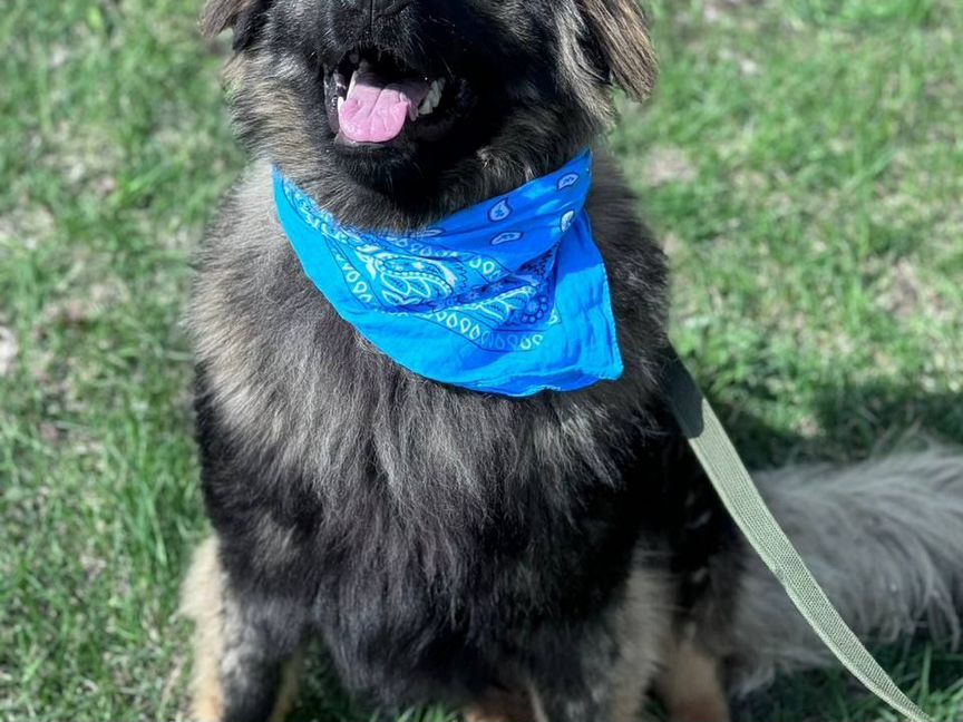 Пушок - собака для обьятий из приюта ищет дом