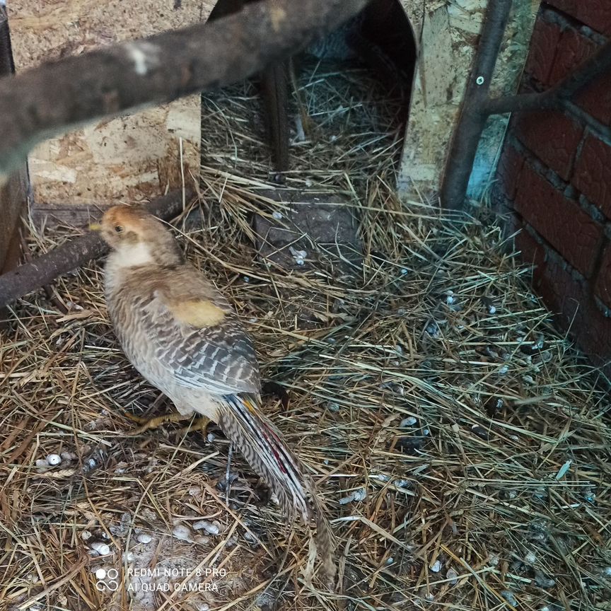 Лимонные фазаны