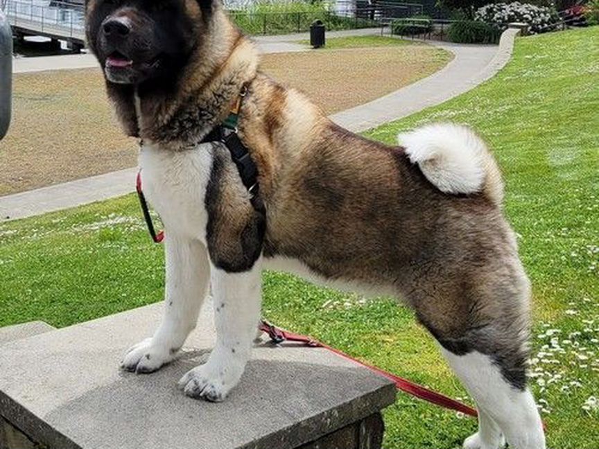 Американская акита