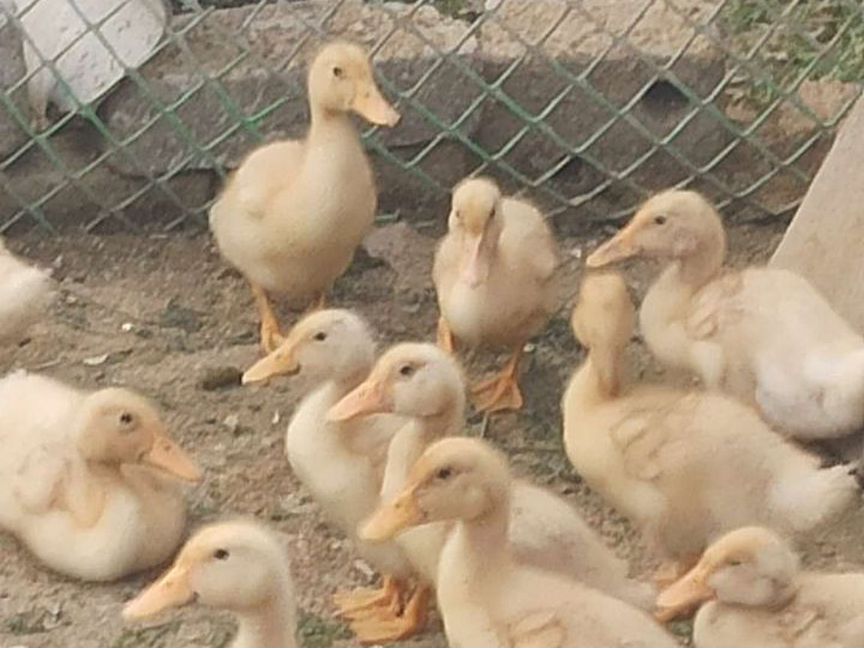 Утка агидель