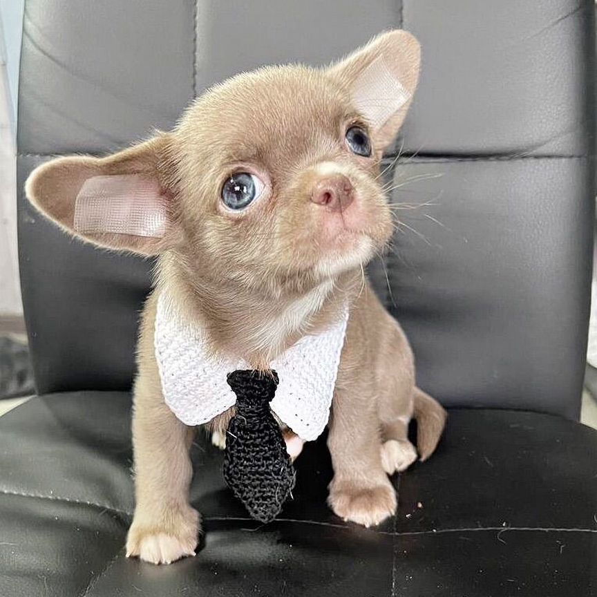 Чихуахуа Лиловый топтыжка