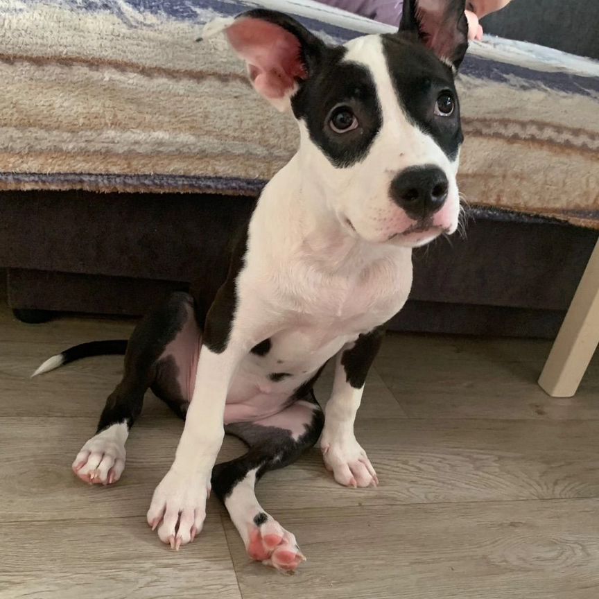 Амстафф щенки