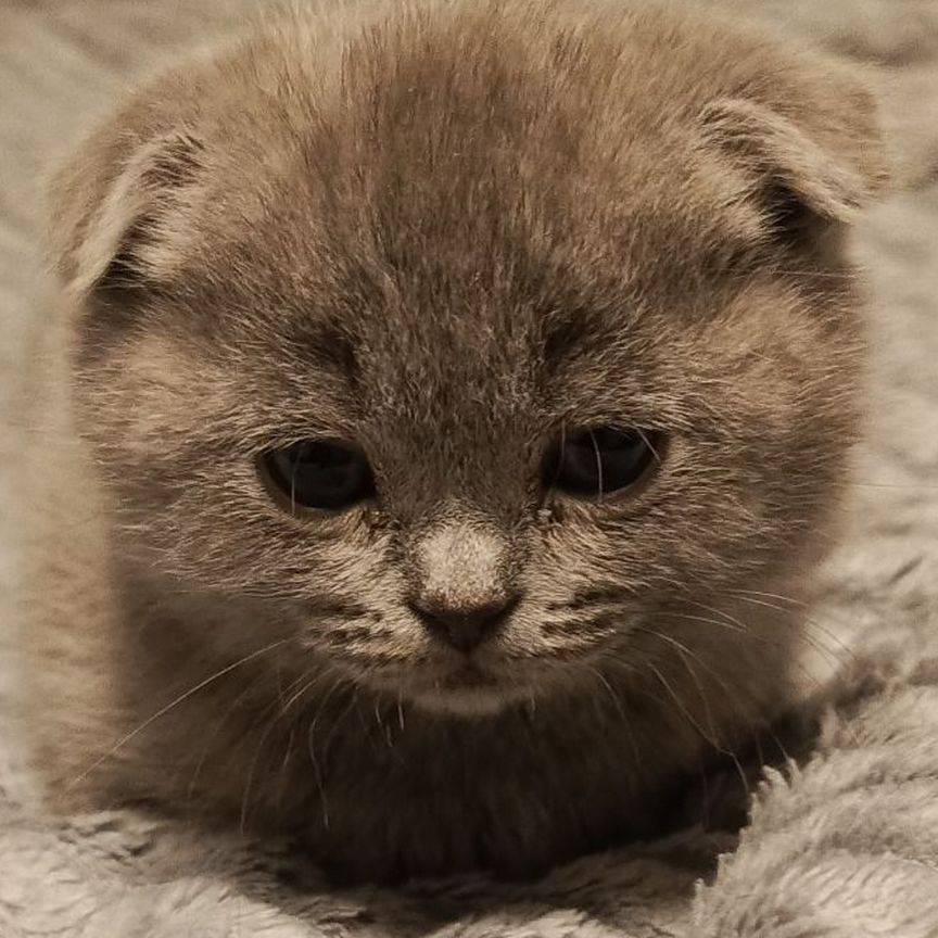 Шотландский вислоухий короткошёрстный котёнок