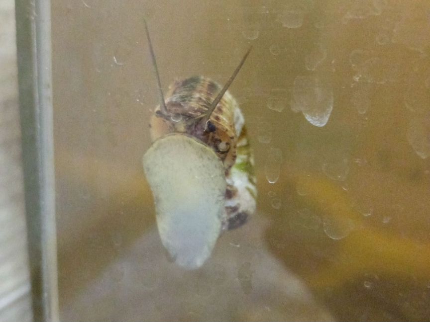 Маризы улитки отдам