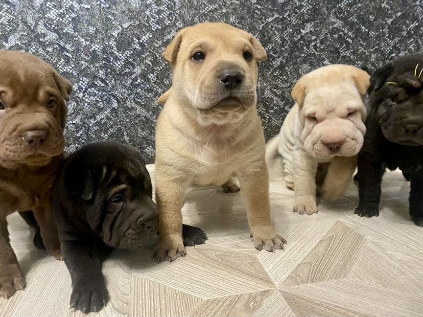 Щенки шарпей