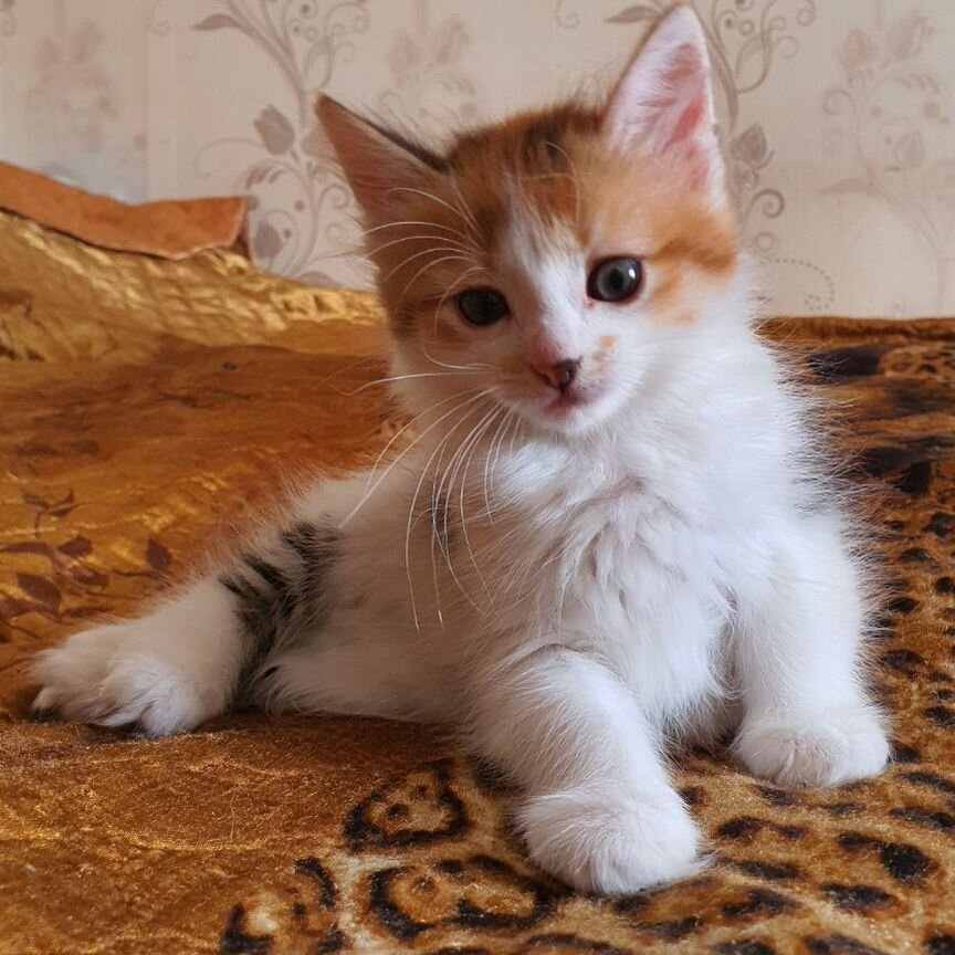 Котята в добрые руки бесплатно девочка