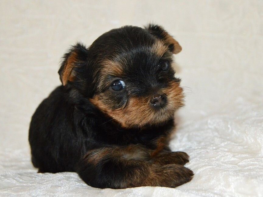 Мальчик Лексус Лео