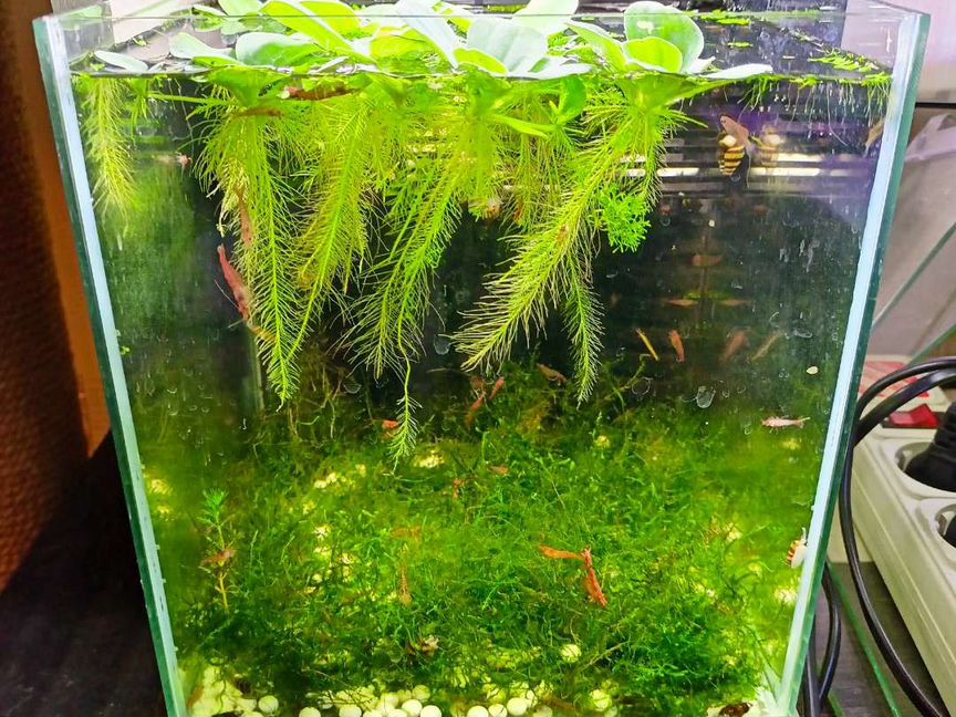 Два аквариума по 10л обустроенные