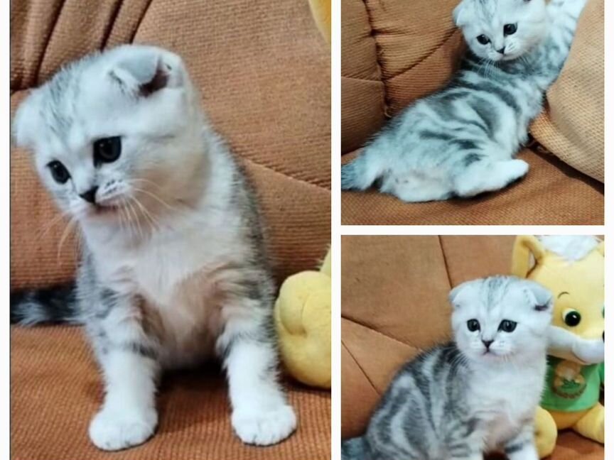 Шотландские котята