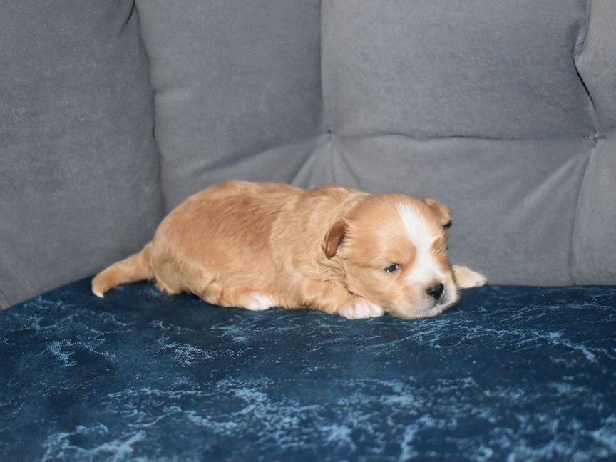 Голдаст йорки под бронь