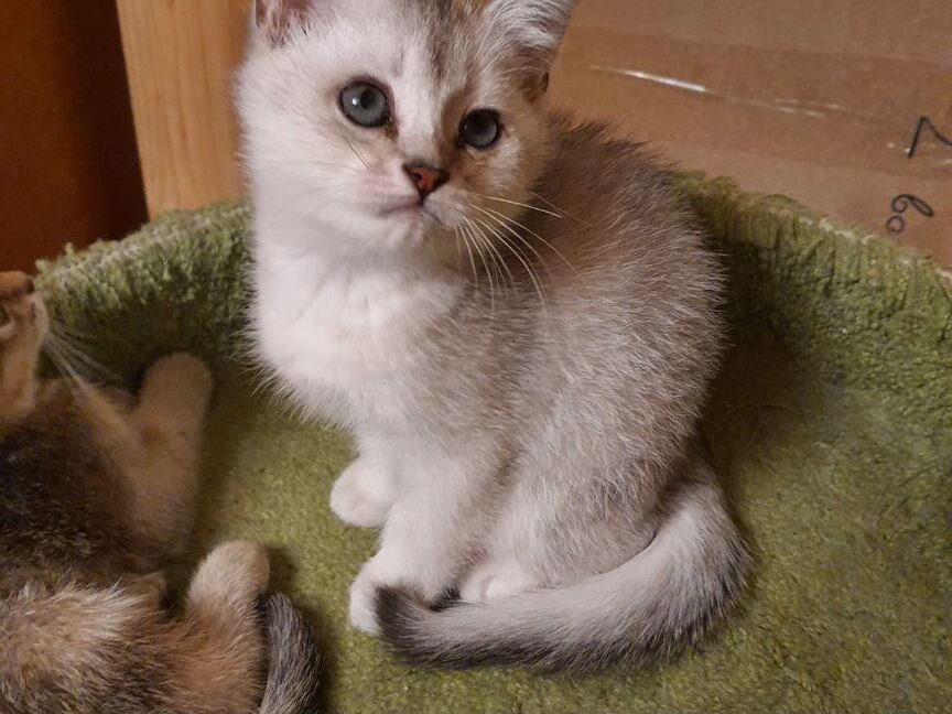 Котёнок скотиш-страйт