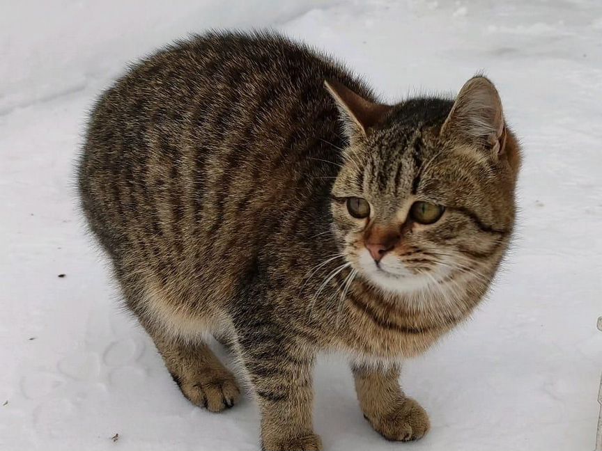 Вот такая красавица(8 мес)замерзает на дачах