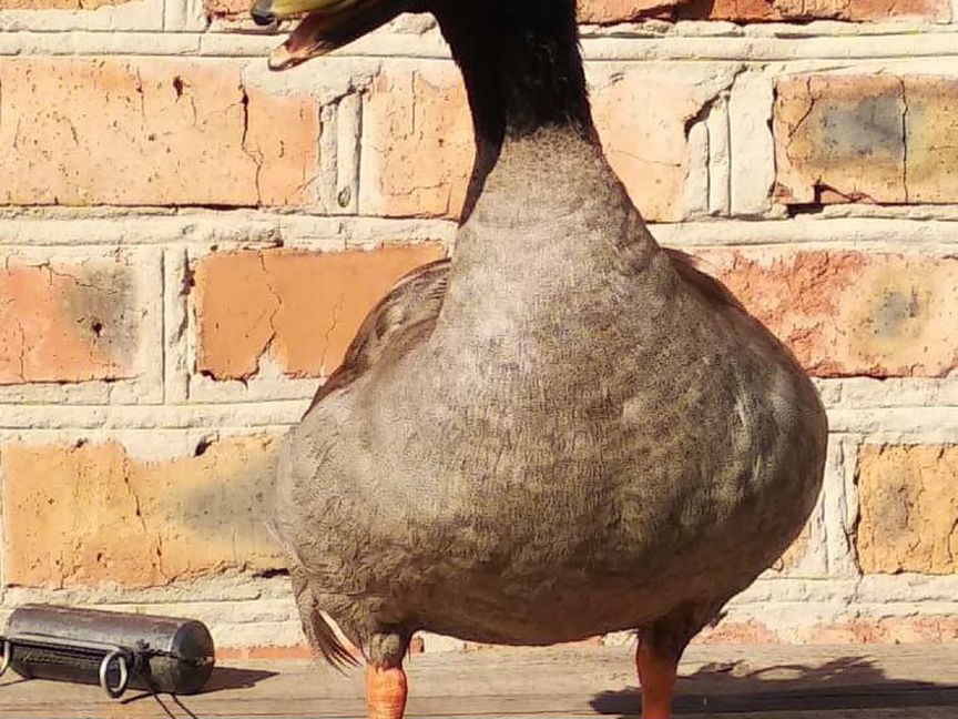 Утки подсадные для охоты