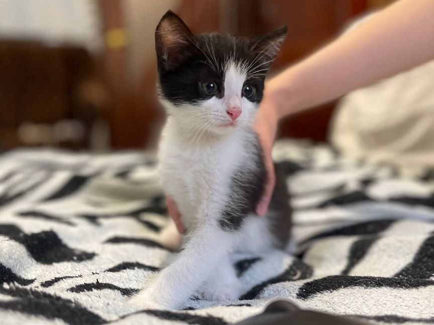 Котенок малыш
