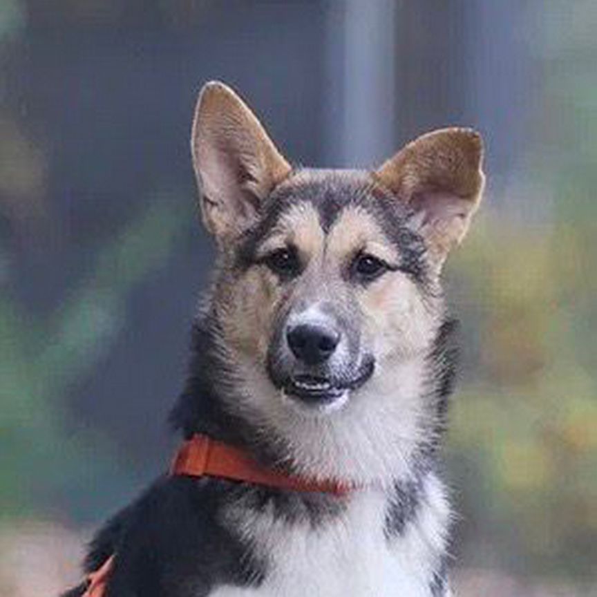 Собака в добрые руки