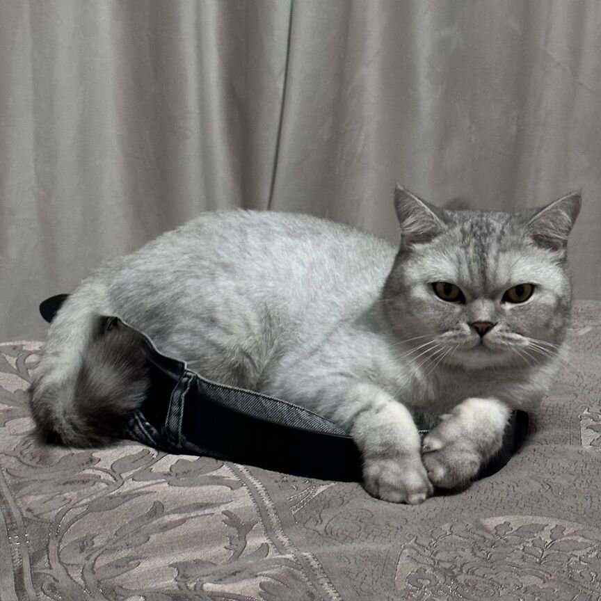 Кот в добрые руки
