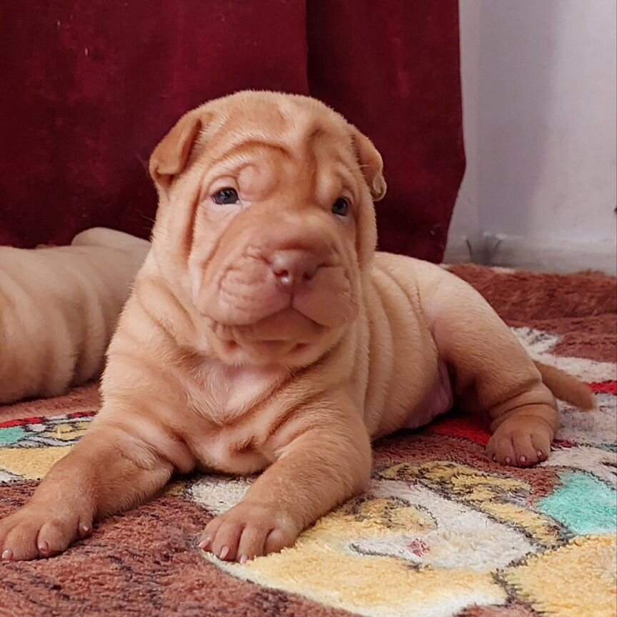 Шарпейное счастье