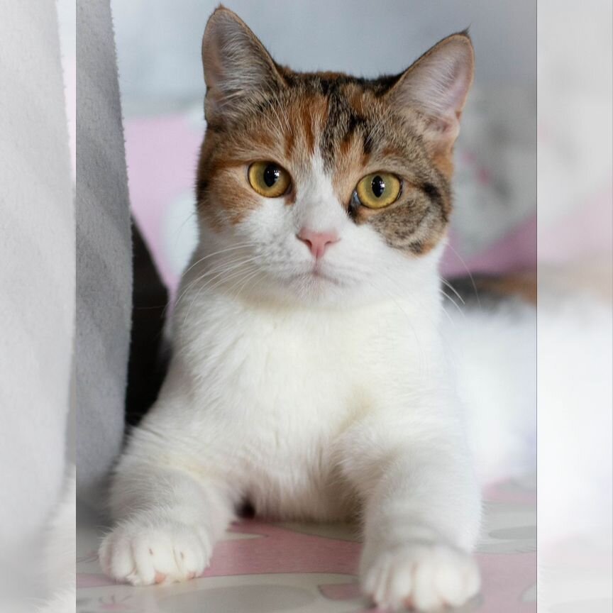 Взрослая, кошка в добрые руки
