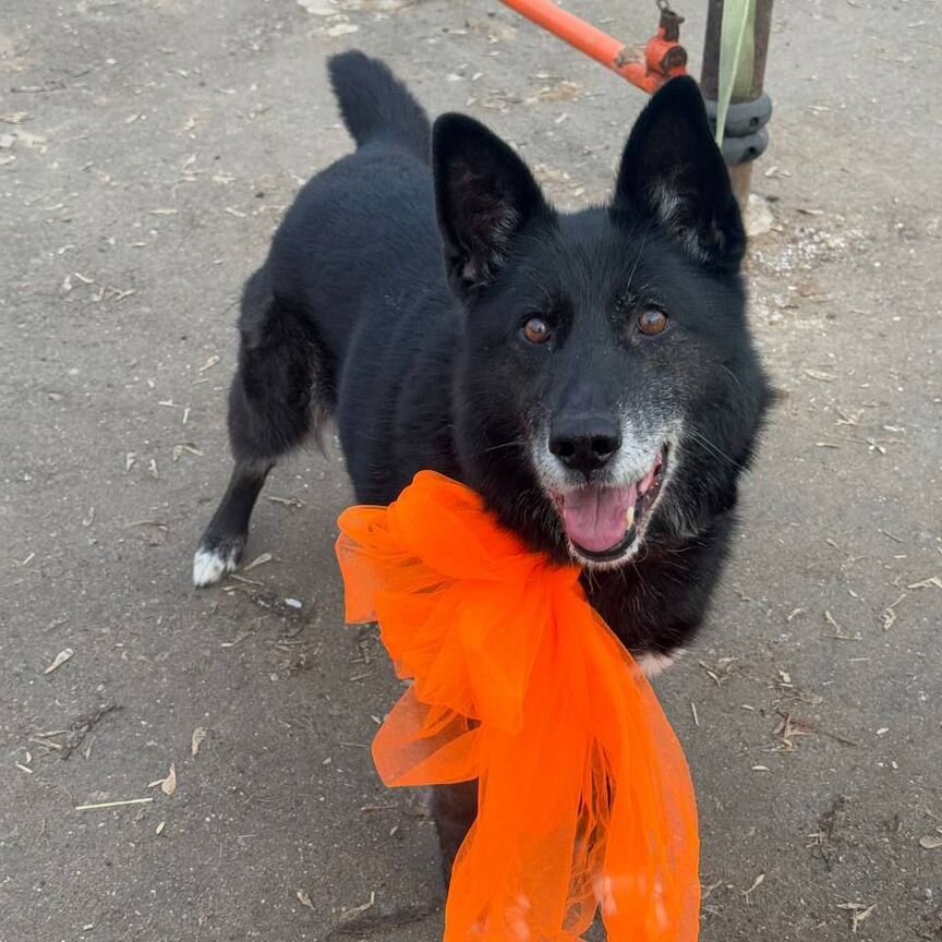 Собака в добрые руки