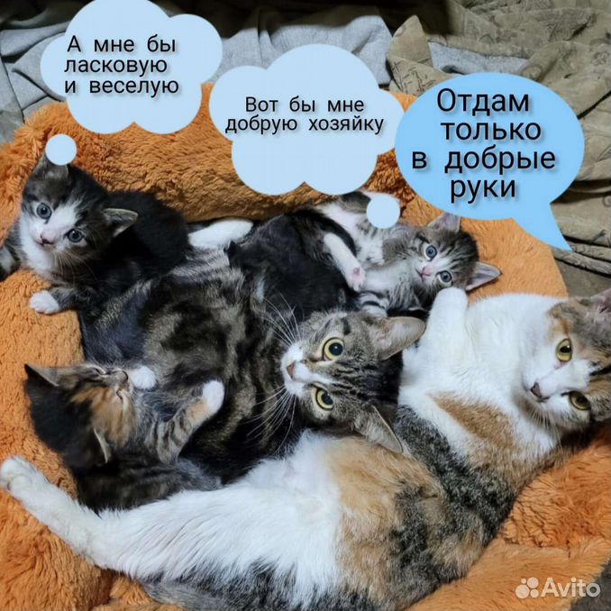 Отдам котеек