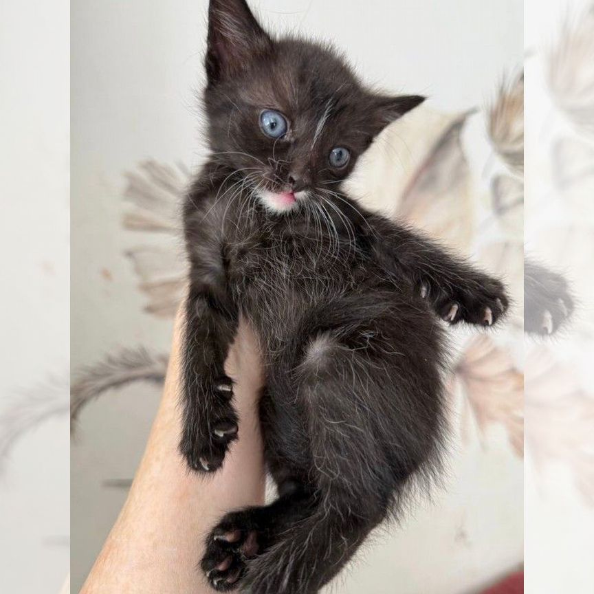 Алтайский котёнок