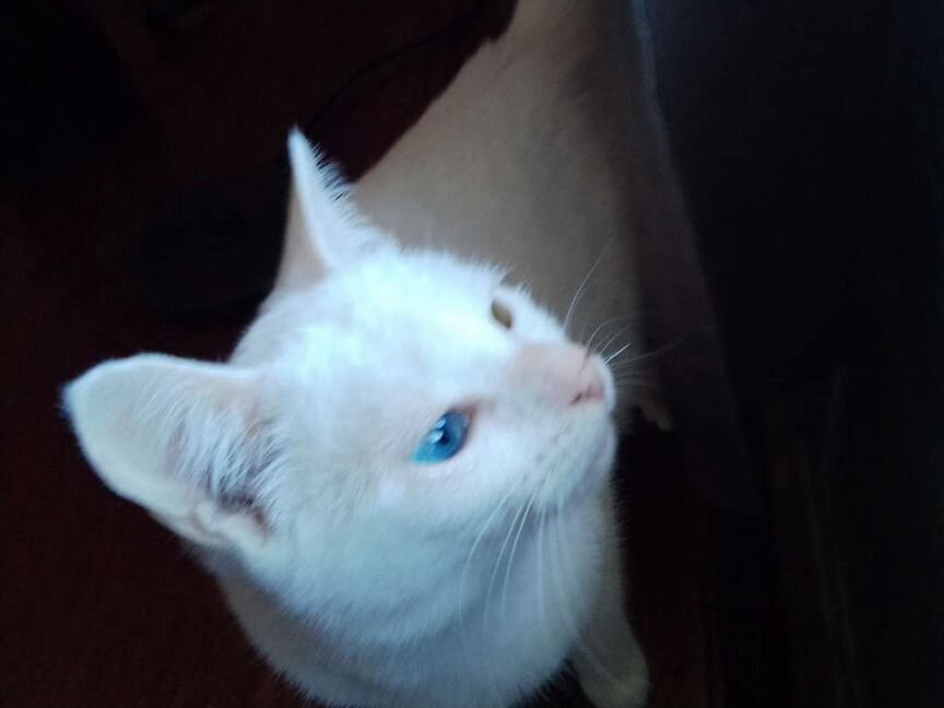 Као мани кошечка