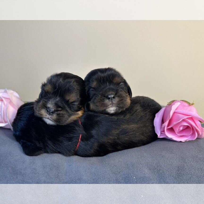 Кавалер кинг-чарльз-спаниель, щенок