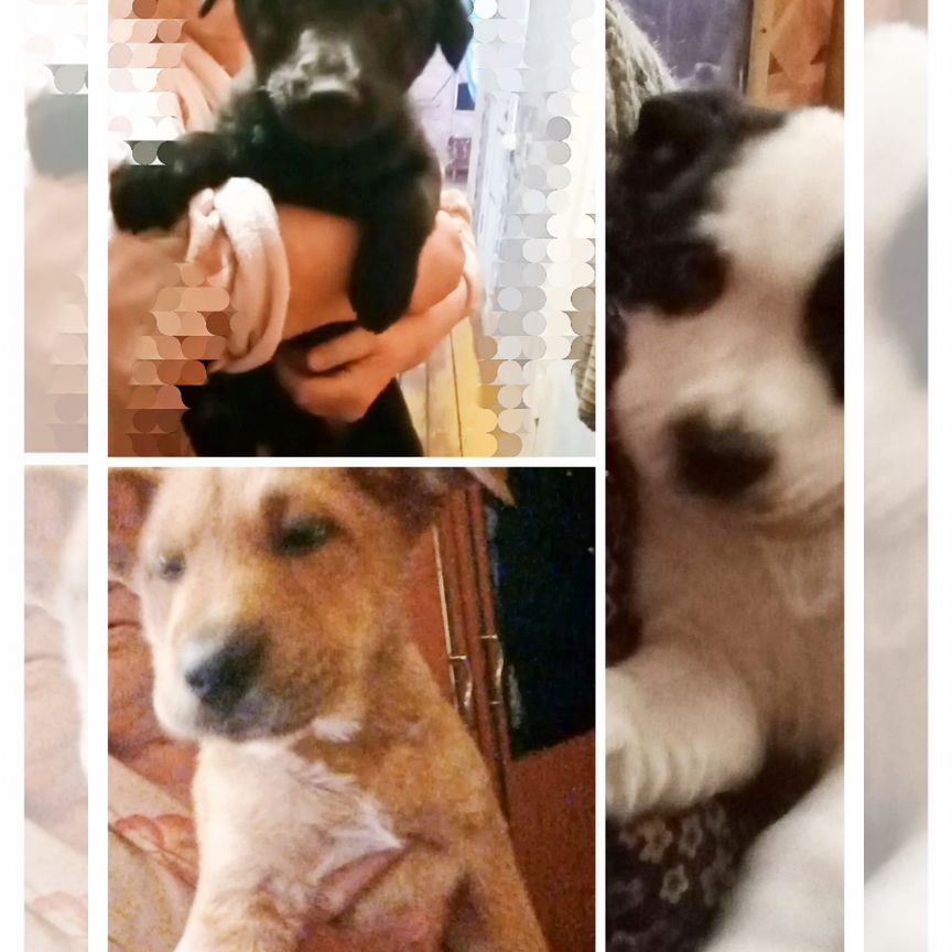 Щенок в добрые руки