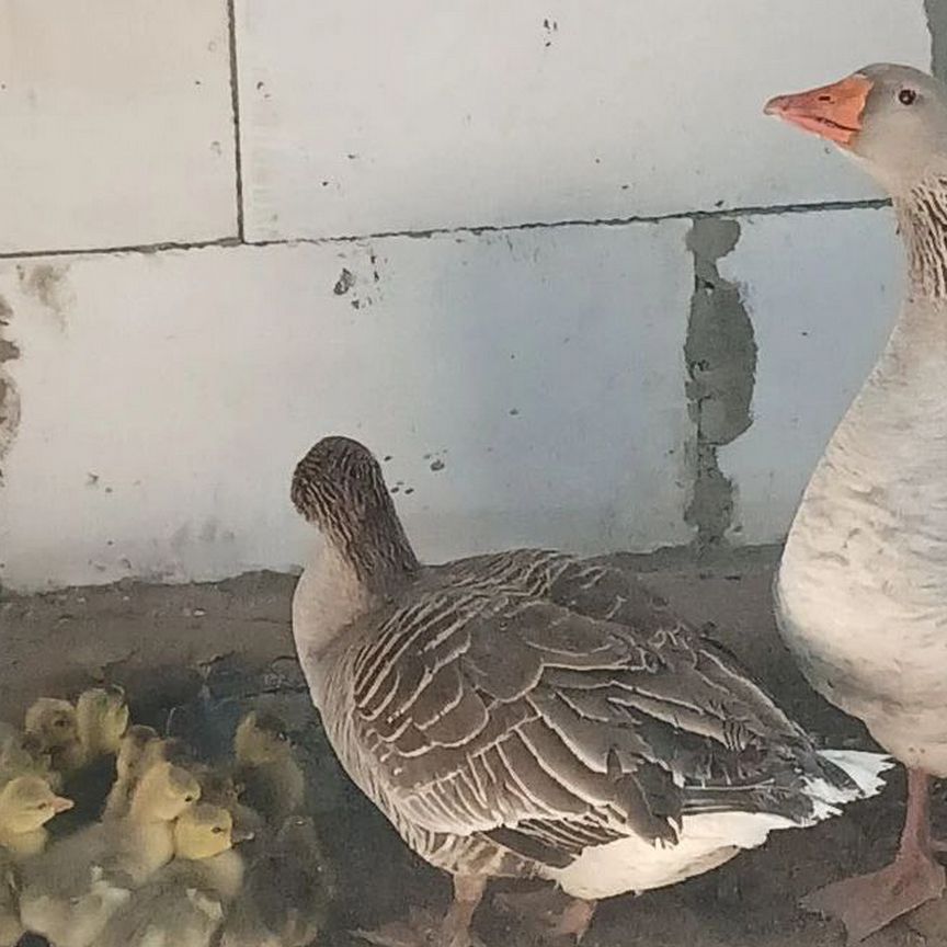 Семьи гусей : гуска, гусак и 11 гусят продам