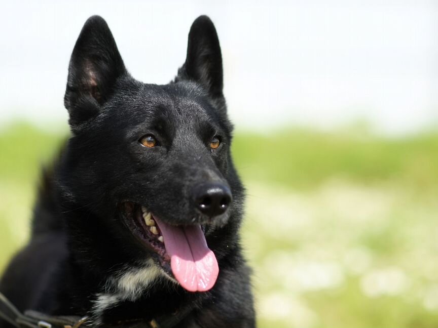 Лайка в добрые руки