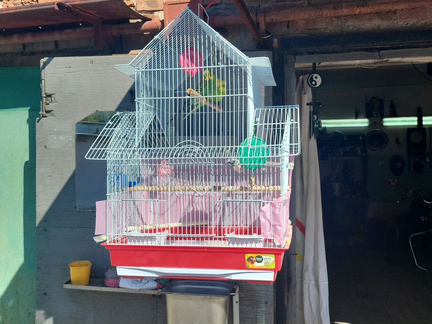 Волнистый попугайчик