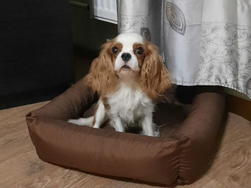 Кавалер кинг чарльз спаниель мальчик мини