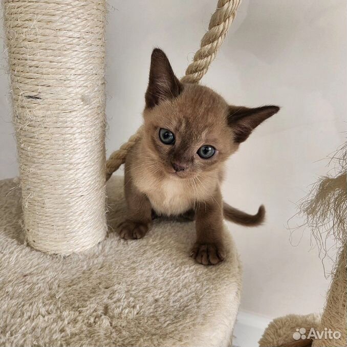 Американская бурма