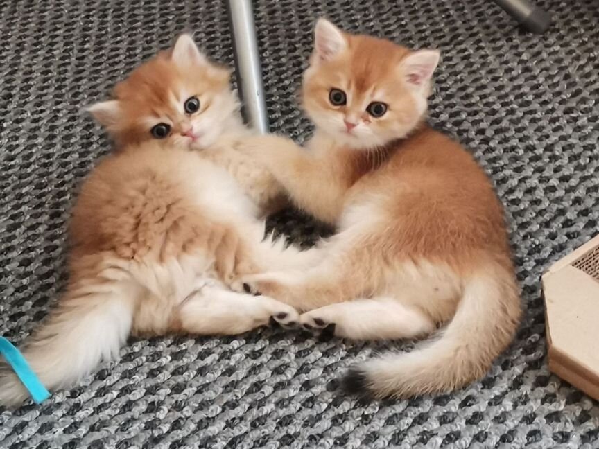 Британские котята золотая шиншилла