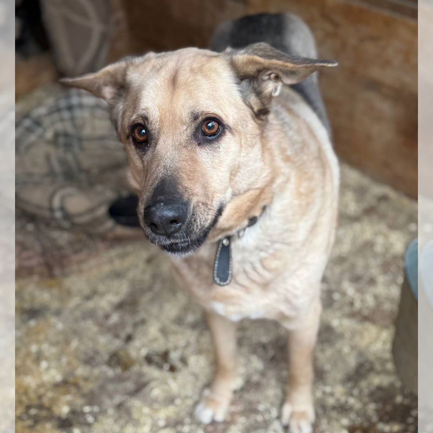 Взрослая собака в добрые руки