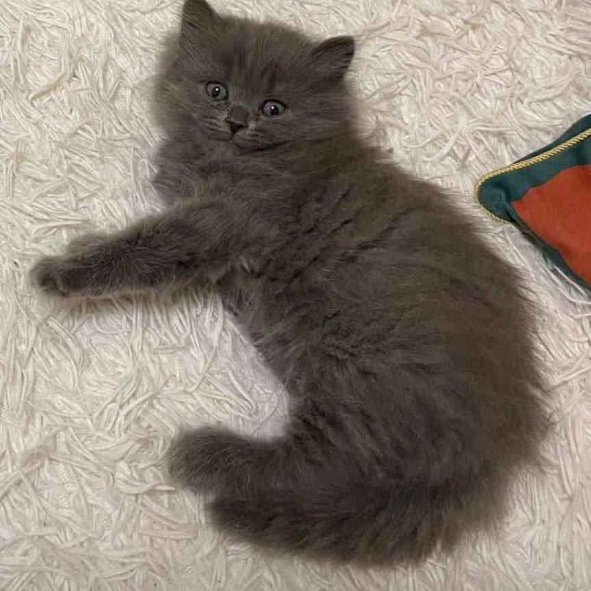 Британский котенок