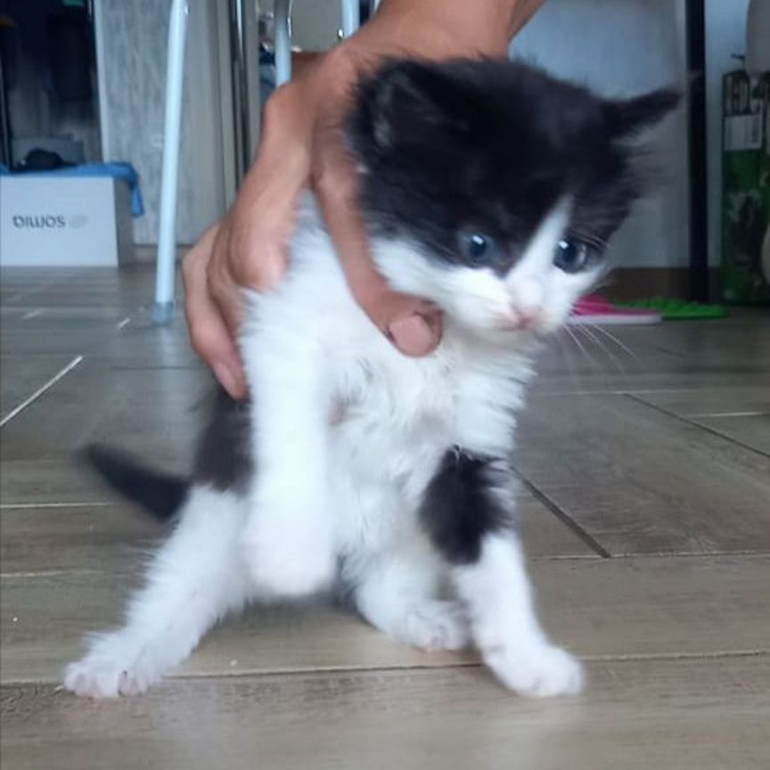 Котята