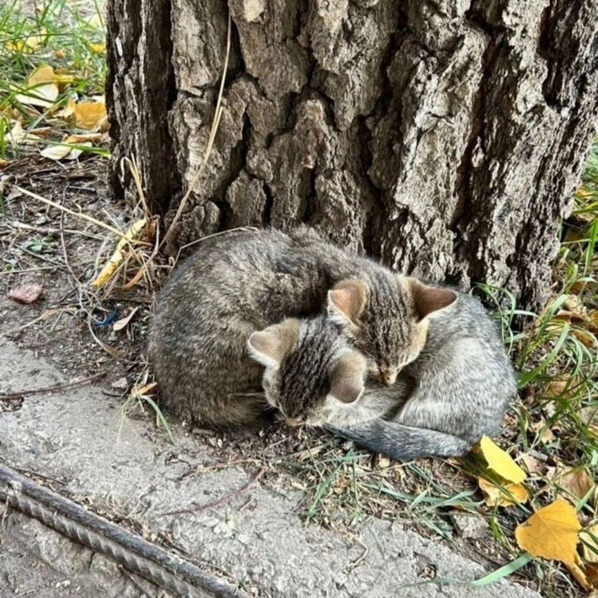 Котята в добрые руки бесплатно